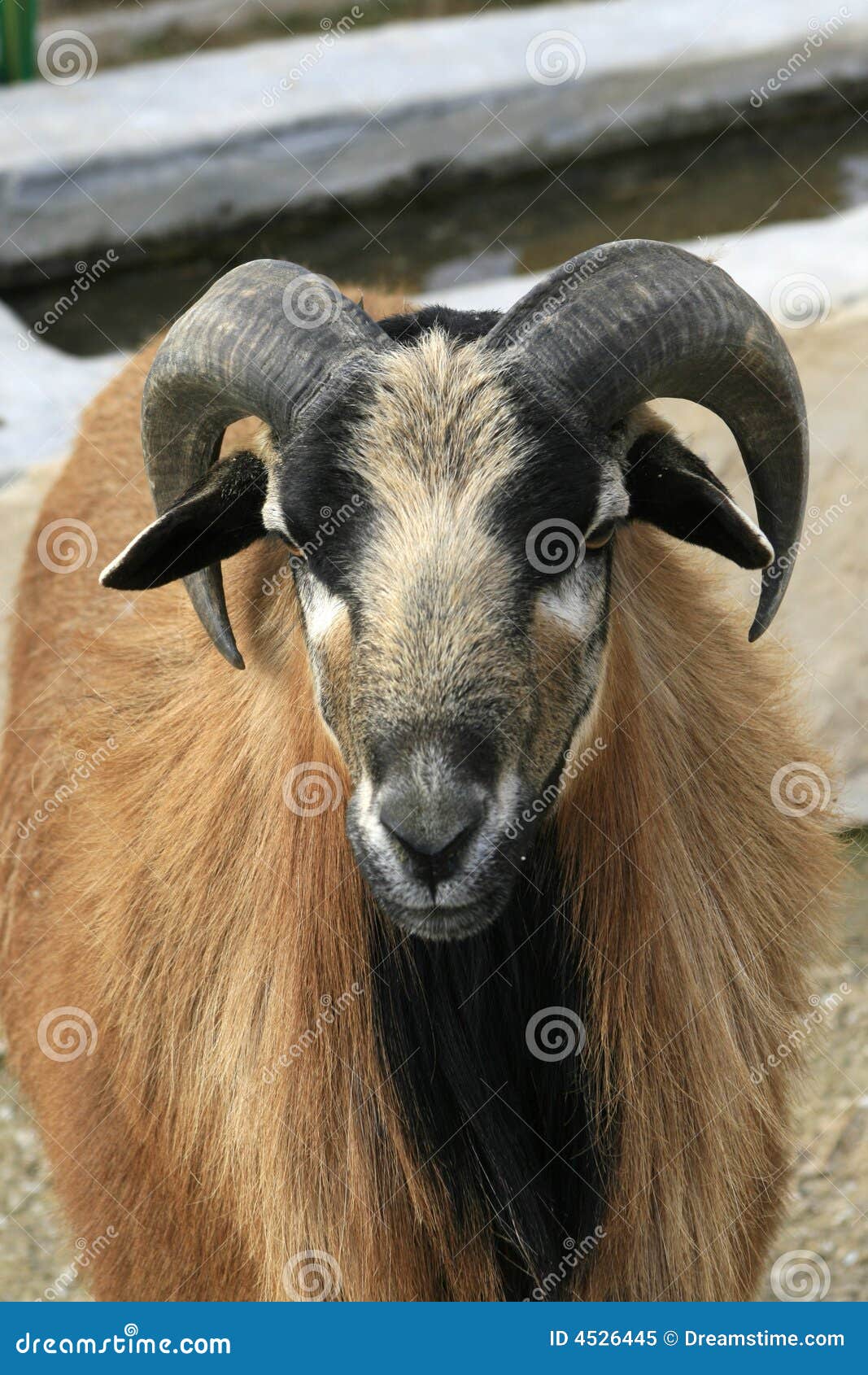 Cameroon Ram stock image. Image of brown, horns, eyes - 4526445
