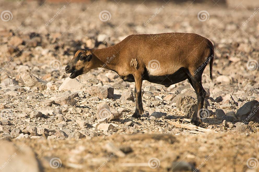 Cameroon Sheep female stock photo. Image of nose, ears - 10431078
