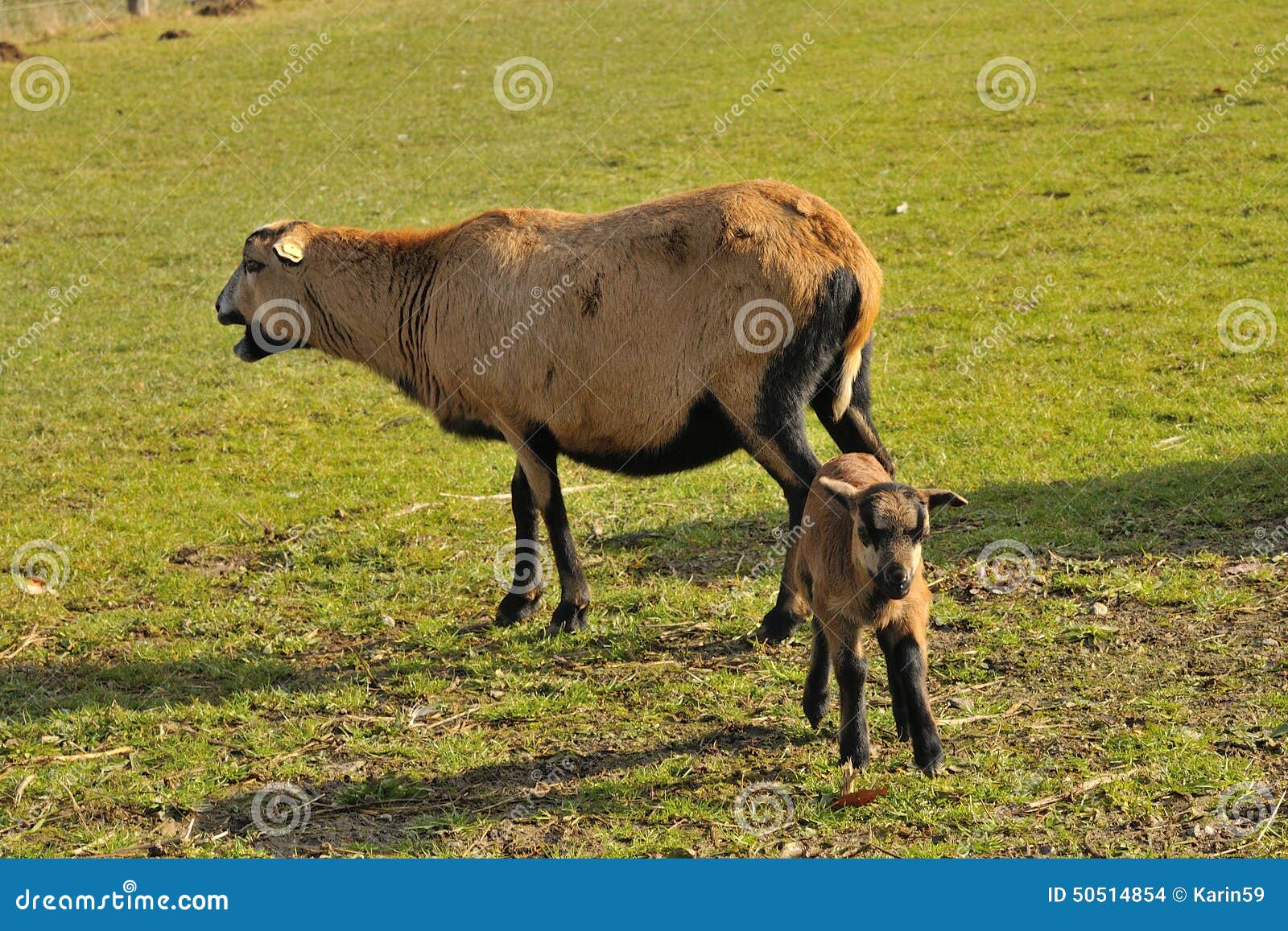Cameroon sheep stock photo. Image of capridae, pasture - 50514854