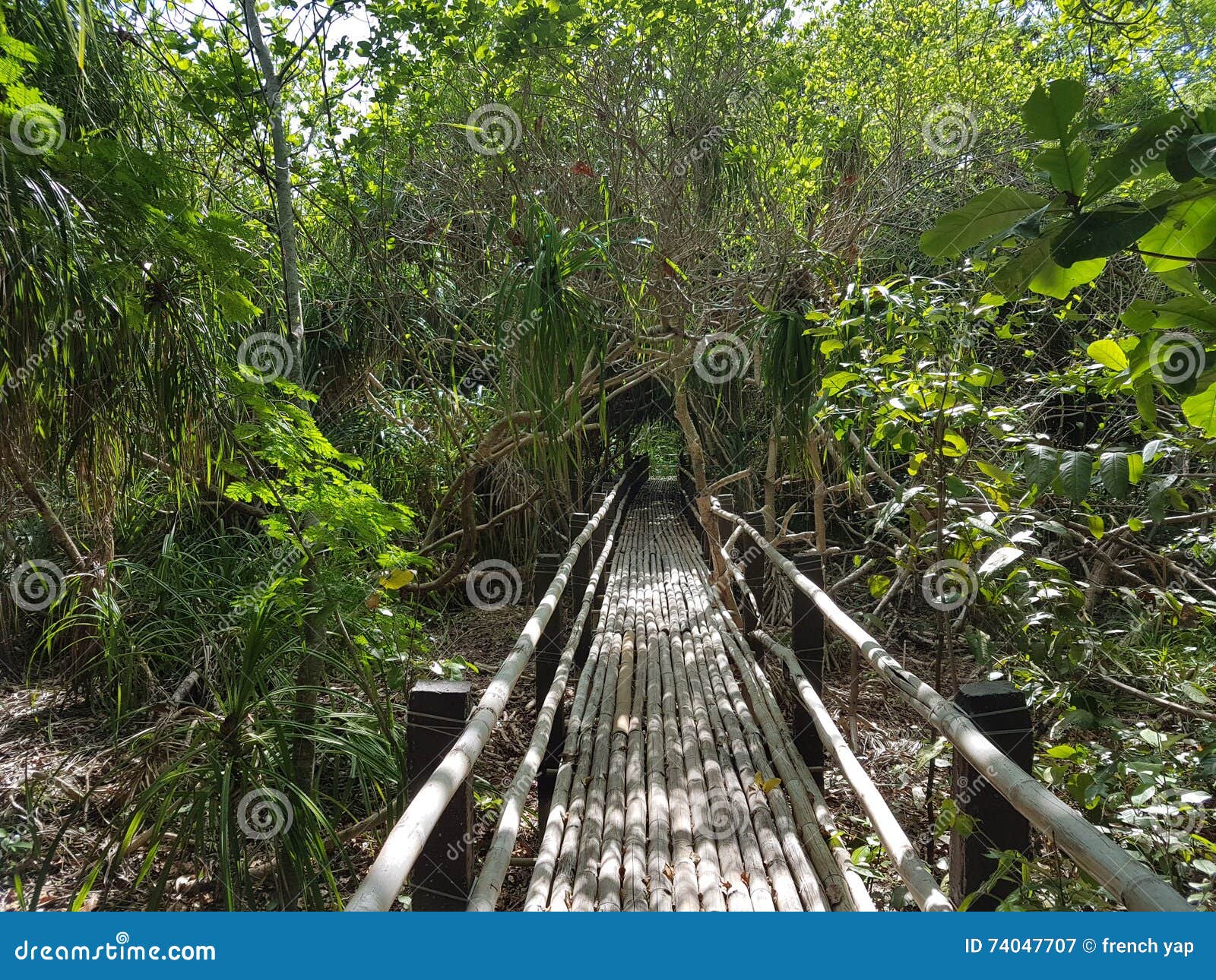 Camiguin forest stock image. Image of mantigue, forest - 74047707