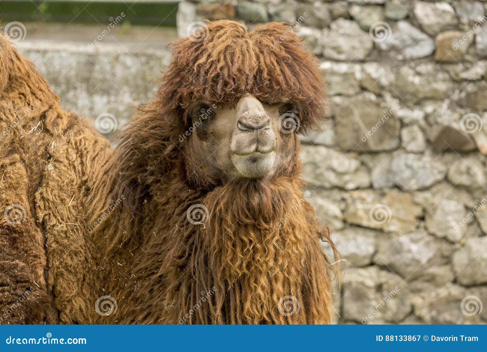 Camille face stock image. Image of desert, outdoors, head - 88133867