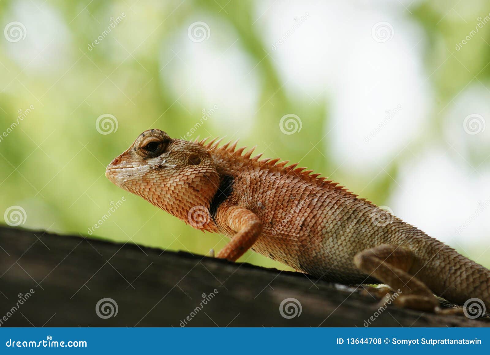Camillian in natura fotografia stock. Immagine di rosso - 13644708