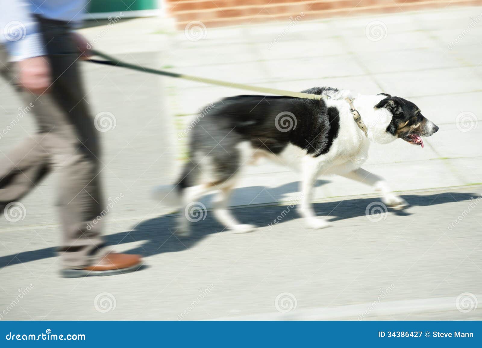 Caminando el perro imagen de archivo. Imagen de tirador - 34386427