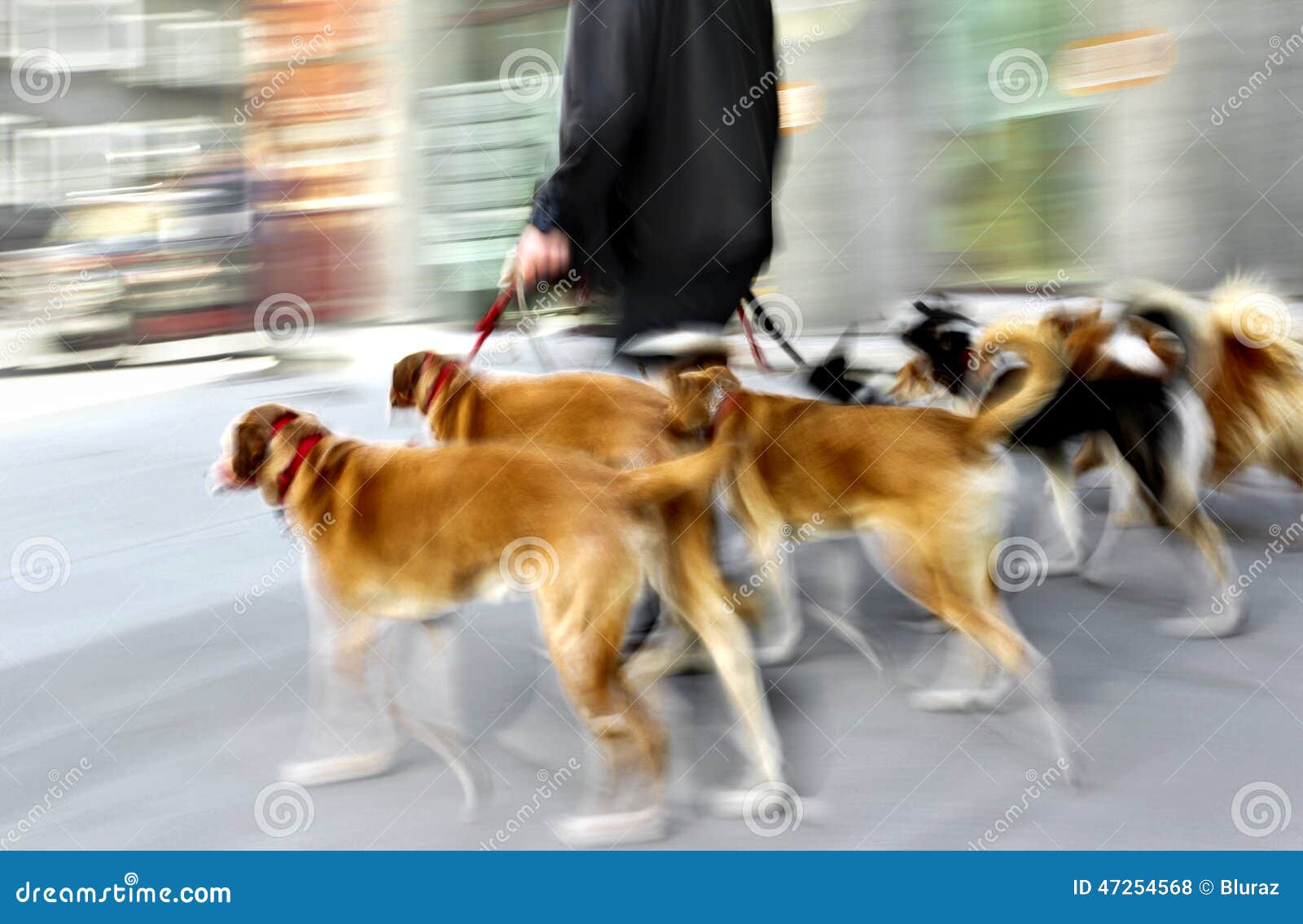 Caminando El Perro En La Calle Foto de archivo - Imagen de exterior ...