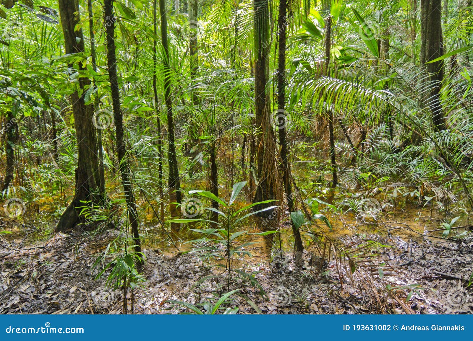 Caminando En Amazonia Jungle Brasil Sudamerica Foto de archivo - Imagen ...