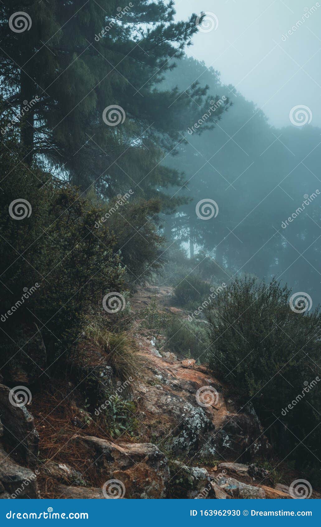 Camino De Bosque Contaminado Que Lleva a Ninguna Parte Foto de archivo ...