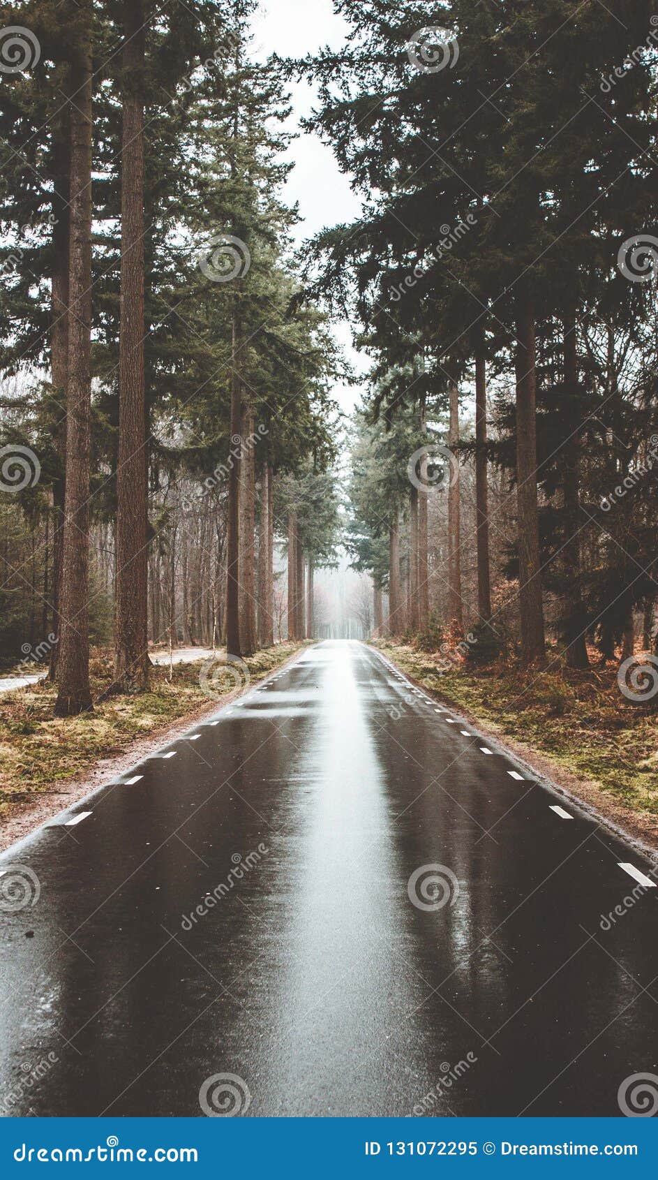 Camino De Foreat Que Estira Lejos Imagen de archivo - Imagen de agua ...