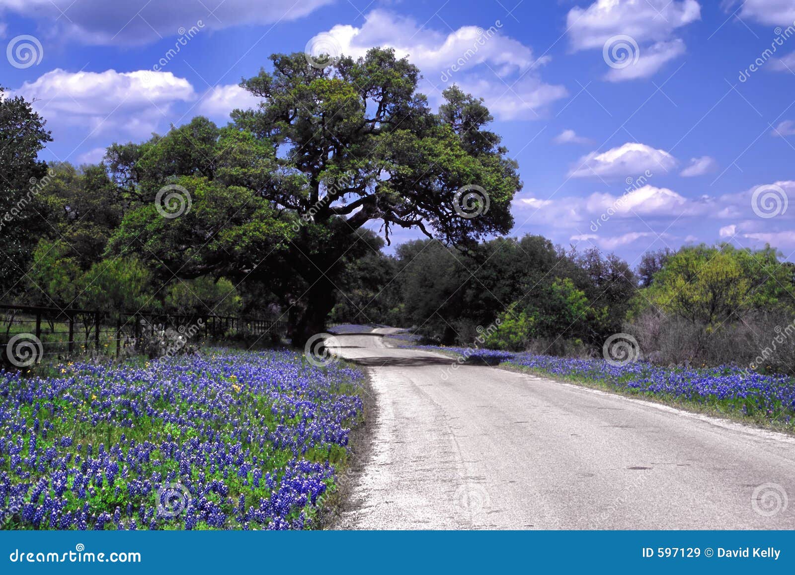 Camino del Bluebonnet imagen de archivo. Imagen de azul - 597129