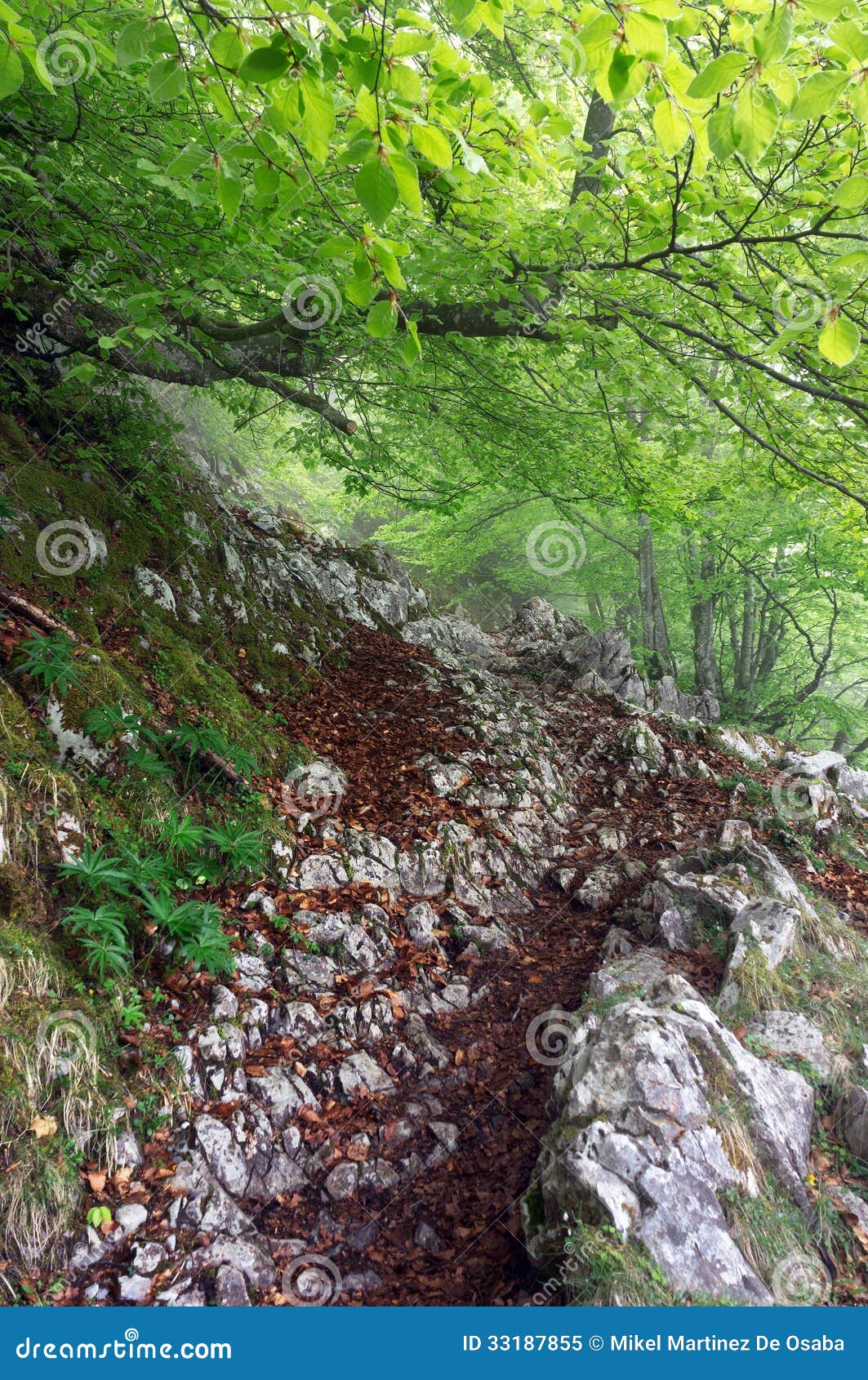 Camino en bosque rocoso imagen de archivo. Imagen de rocoso - 33187855