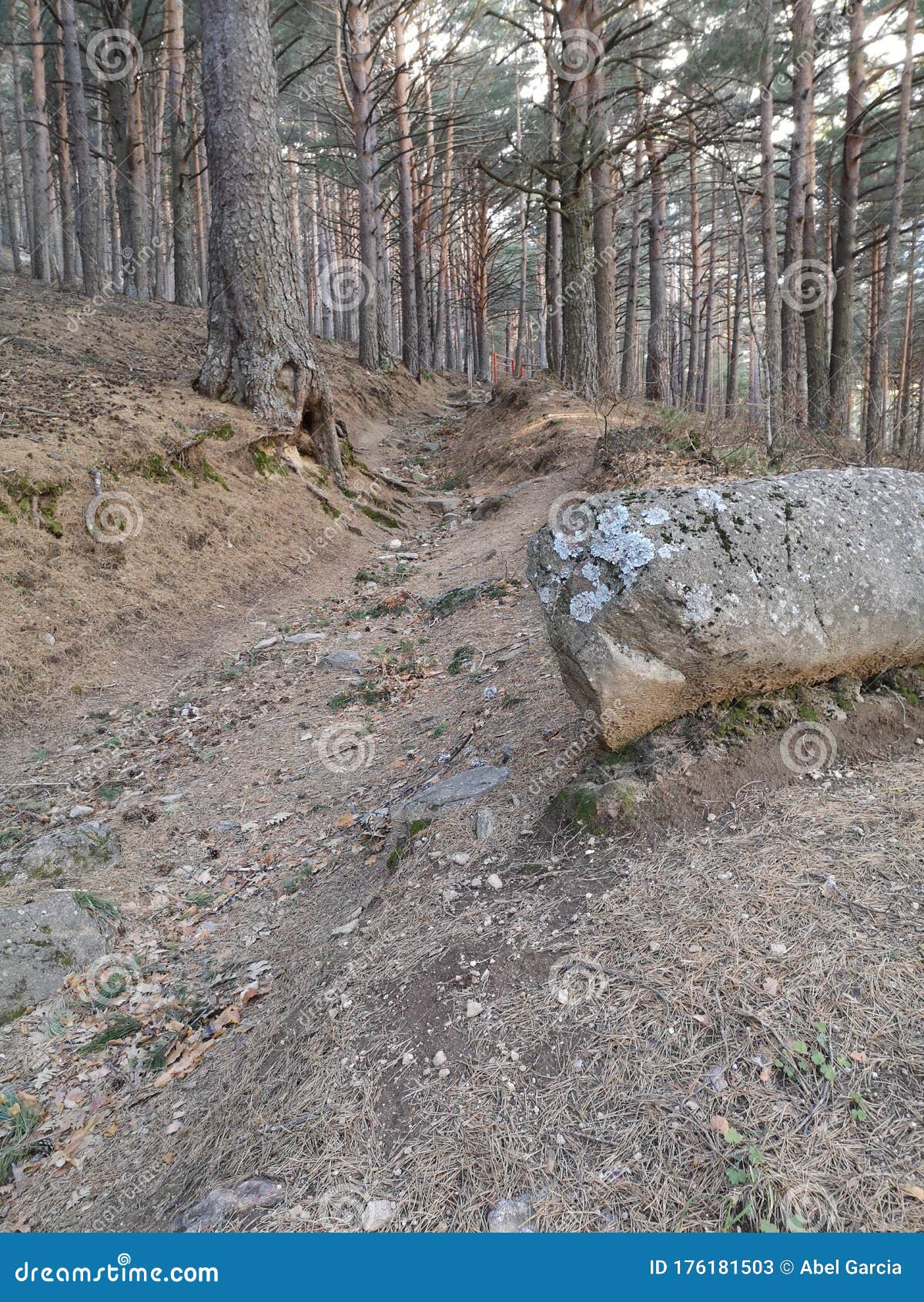 Trees Nature Silver Rock Forest Stock Image - Image of silver, trees ...