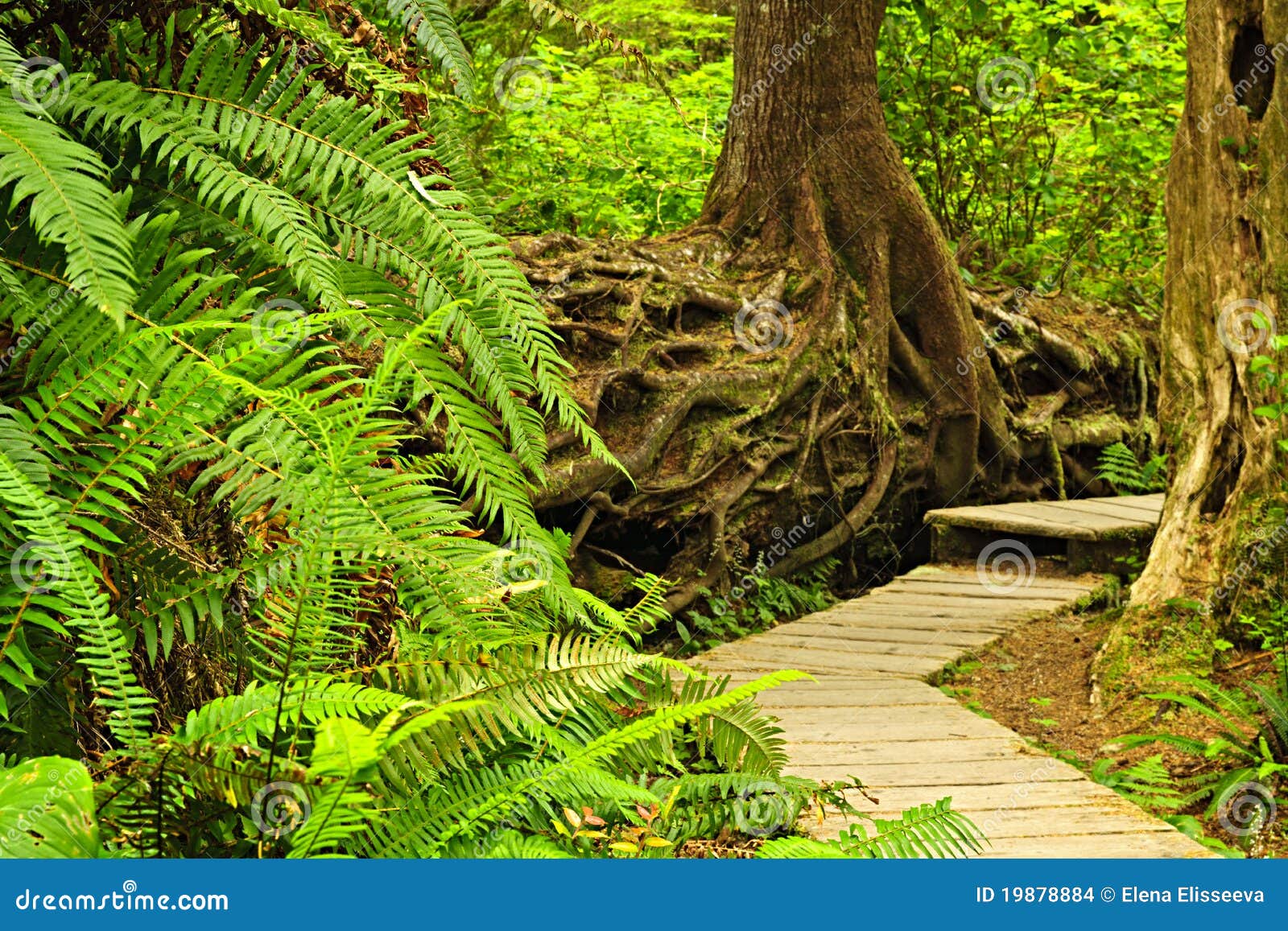 Camino En Selva Tropical Templada Foto de archivo - Imagen de escénico ...