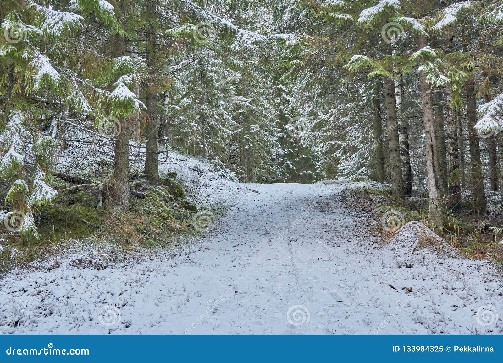 Camino nevado en bosque imagen de archivo. Imagen de invierno - 133984325