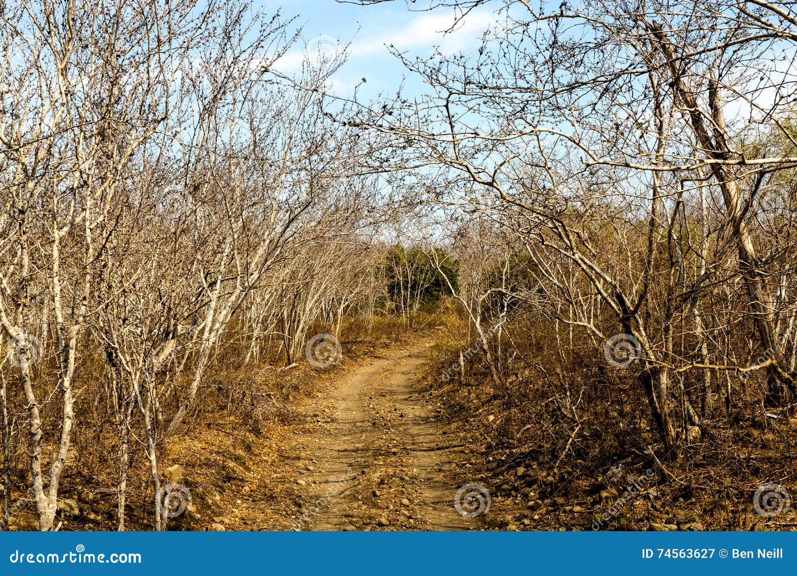 Camino seco de la selva imagen de archivo. Imagen de arbustos - 74563627