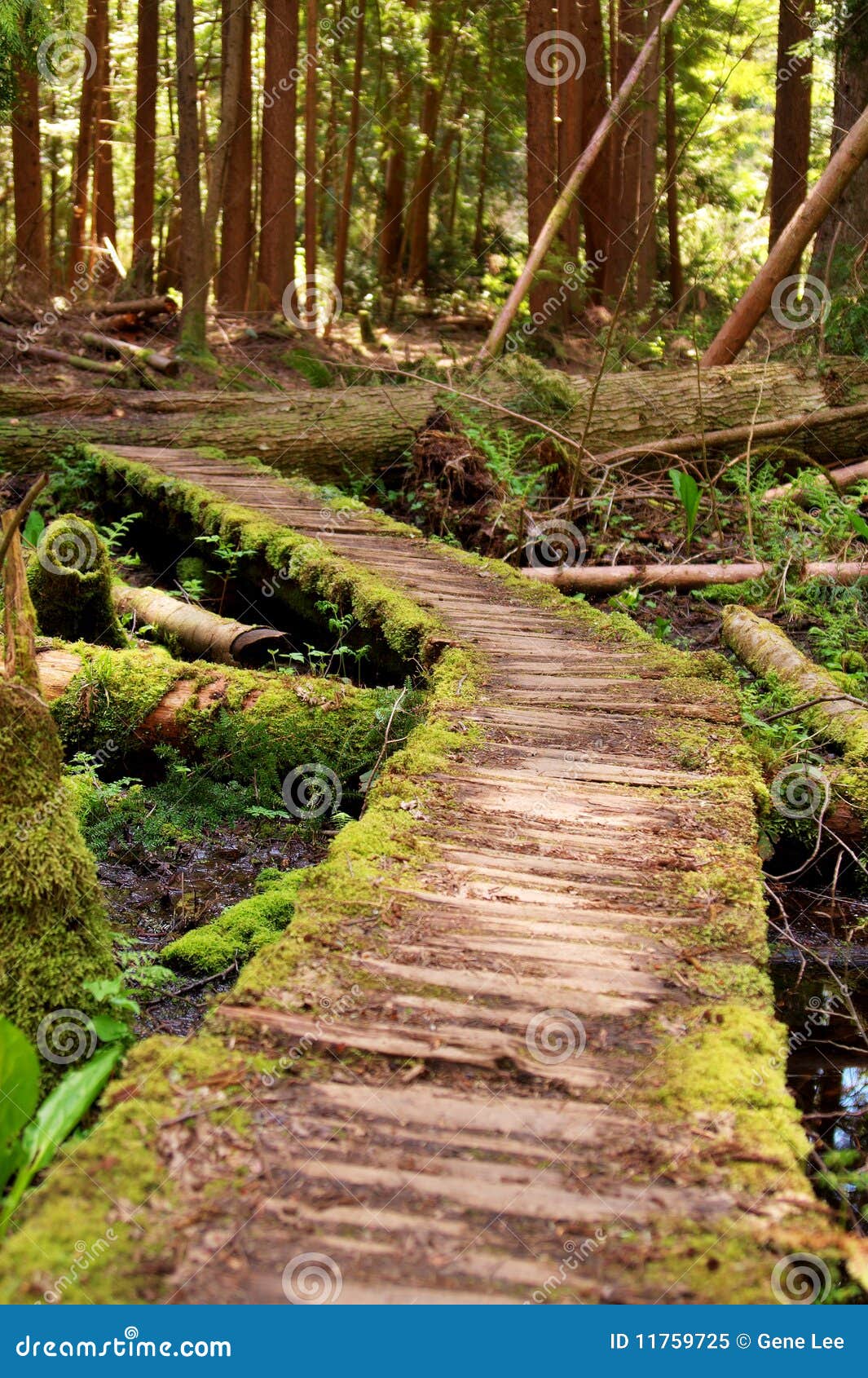 Camino torcido imagen de archivo. Imagen de caminos, tablones - 11759725