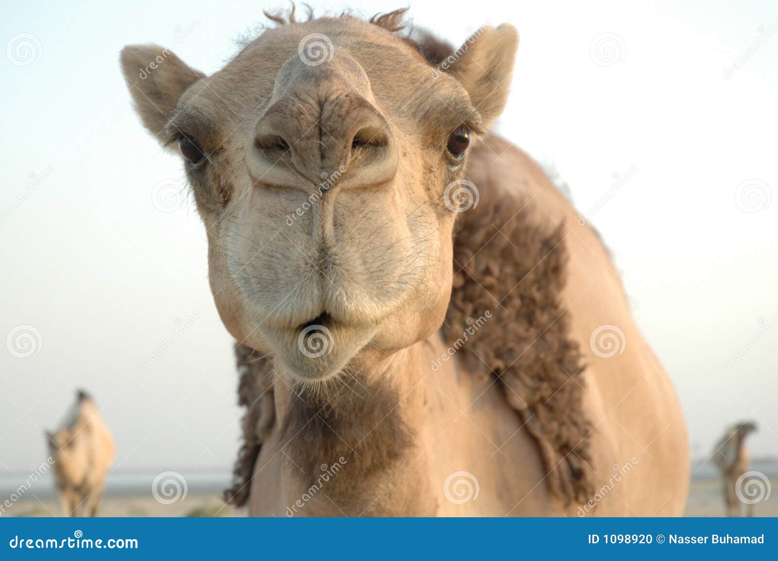 Camle 3 stock photo. Image of sand, arabic, camels, arabian - 1098920