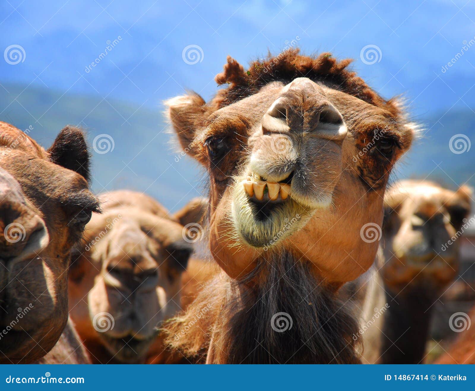 Cammelli fotografia stock. Immagine di terra, cammello - 14867414