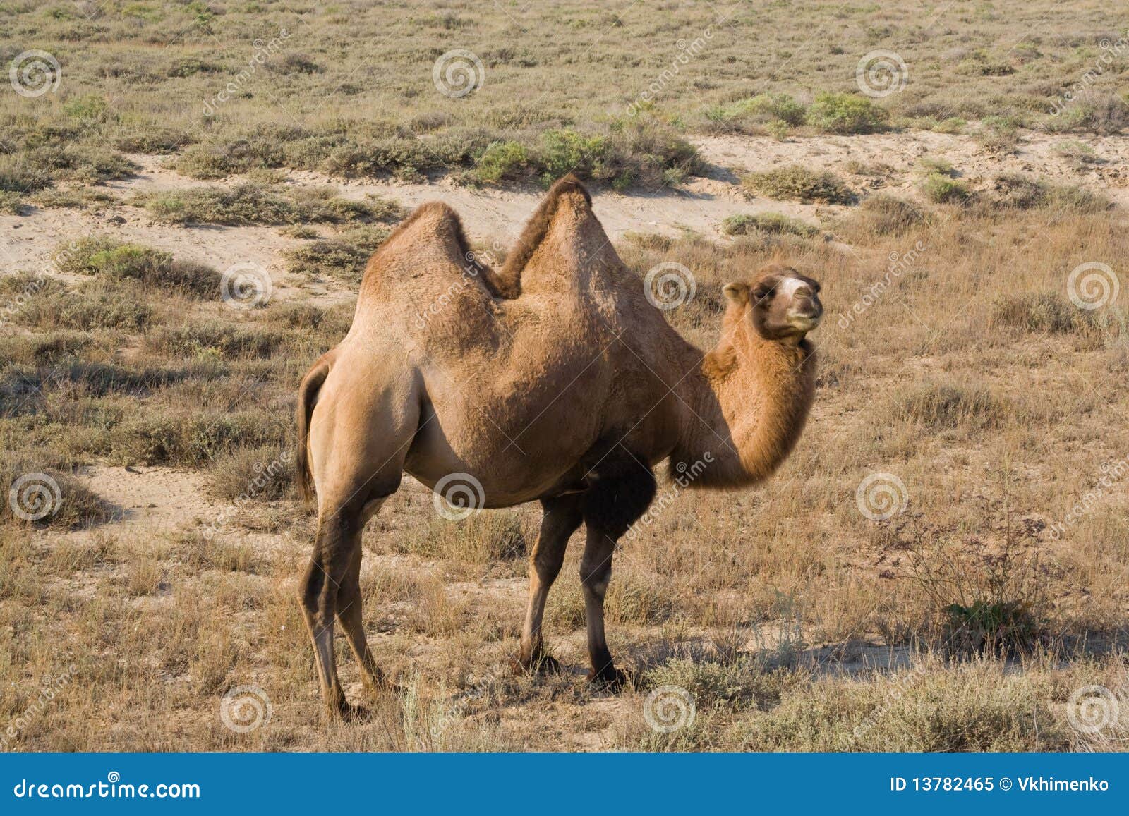 Cammello immagine stock. Immagine di asciutto, sabbia - 13782465