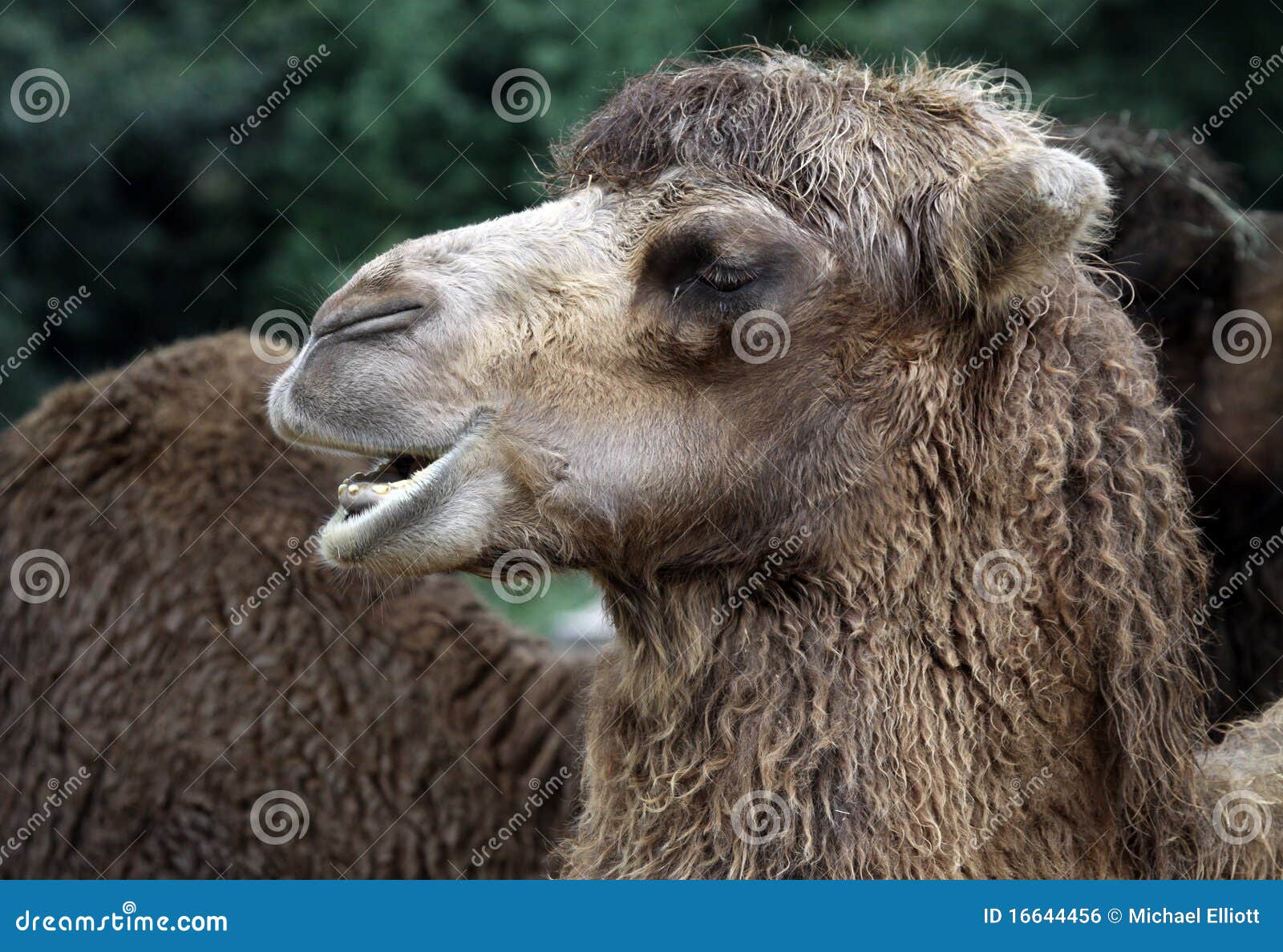 Cammello fotografia stock. Immagine di esterno, scemo - 16644456