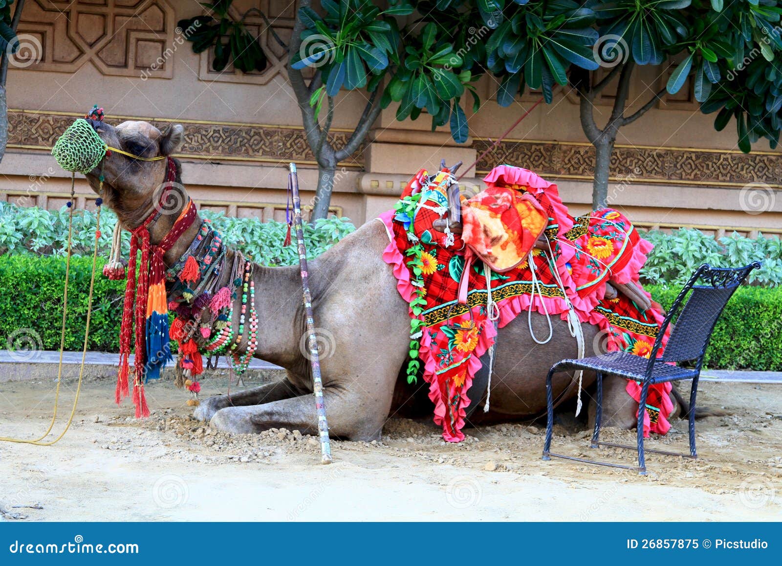 Cammello immagine stock. Immagine di animale, natura - 26857875