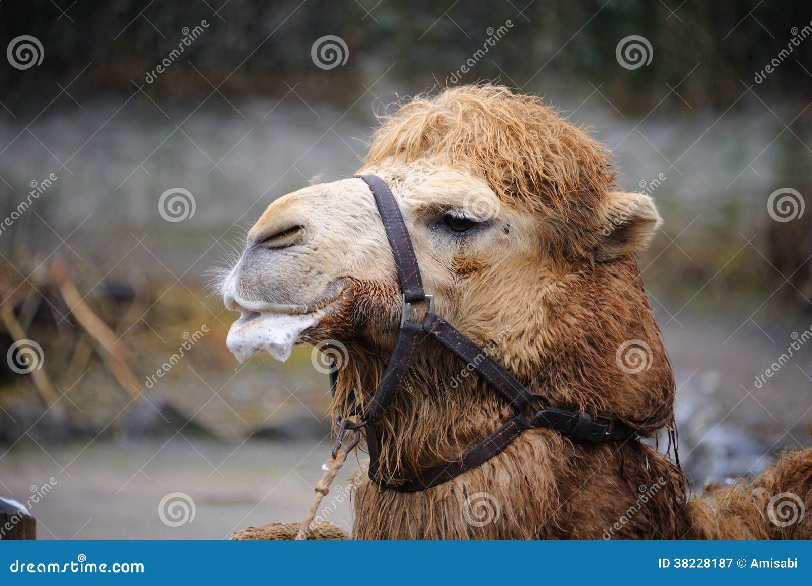 Cammello immagine stock. Immagine di zurigo, cammelli - 38228187