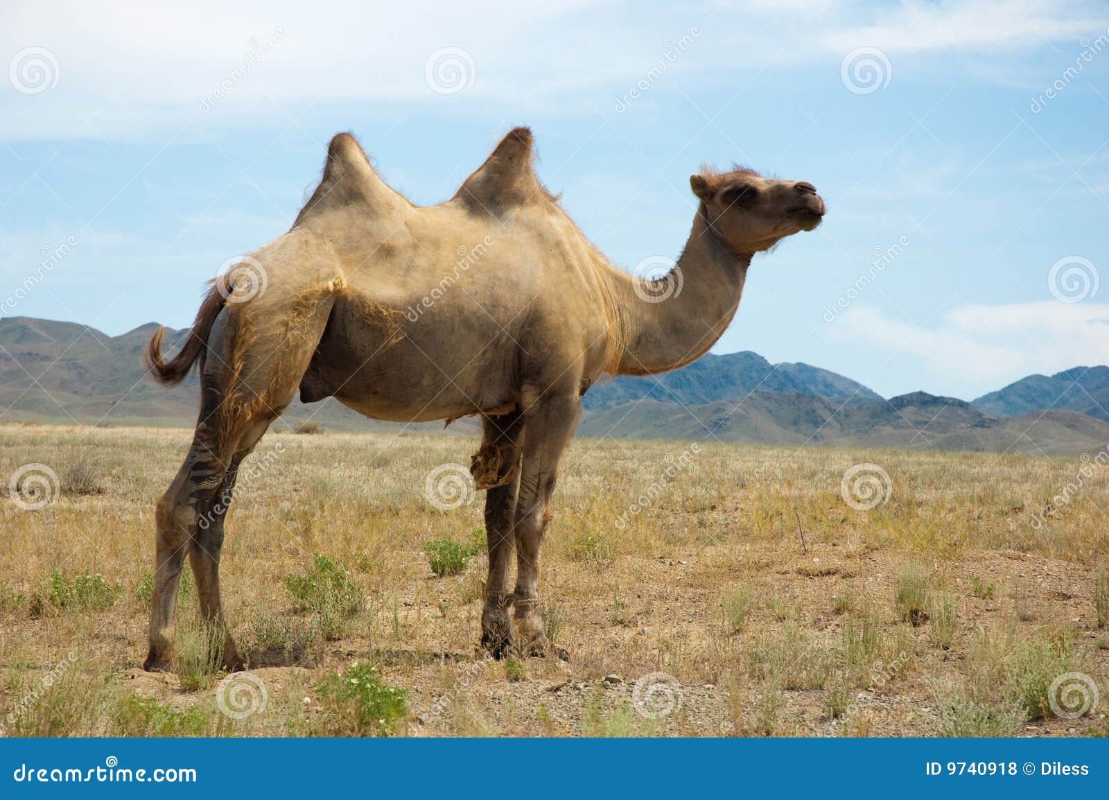 Cammello fotografia stock. Immagine di fotographia, bestia - 9740918