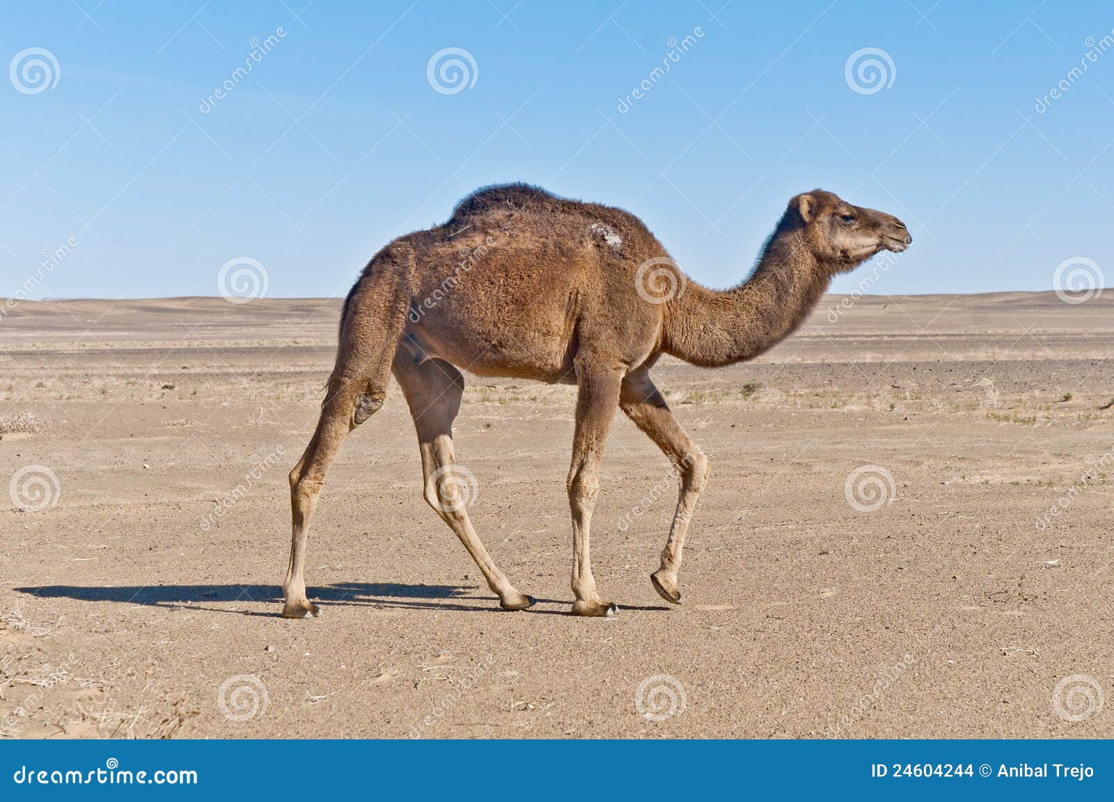 Cammello Al Erg Chebbi, Marocco Fotografia Stock - Immagine di animale ...