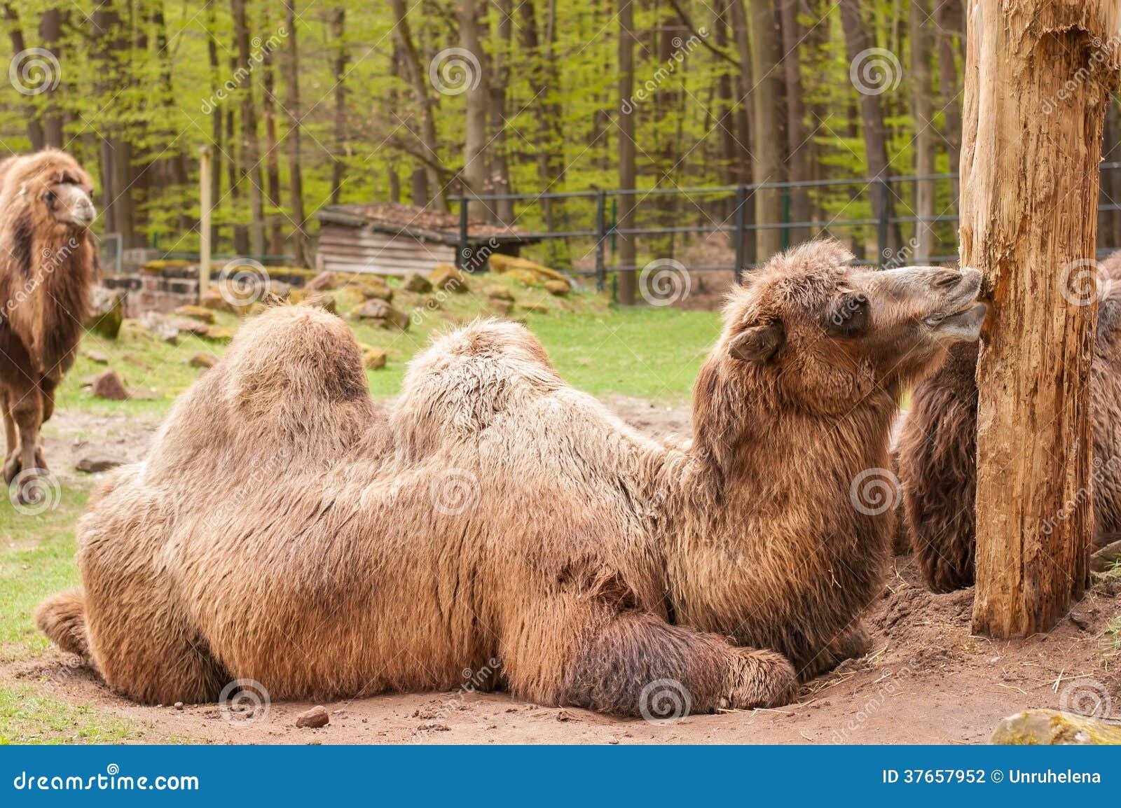 Cammello battriano fotografia stock. Immagine di lato - 37657952