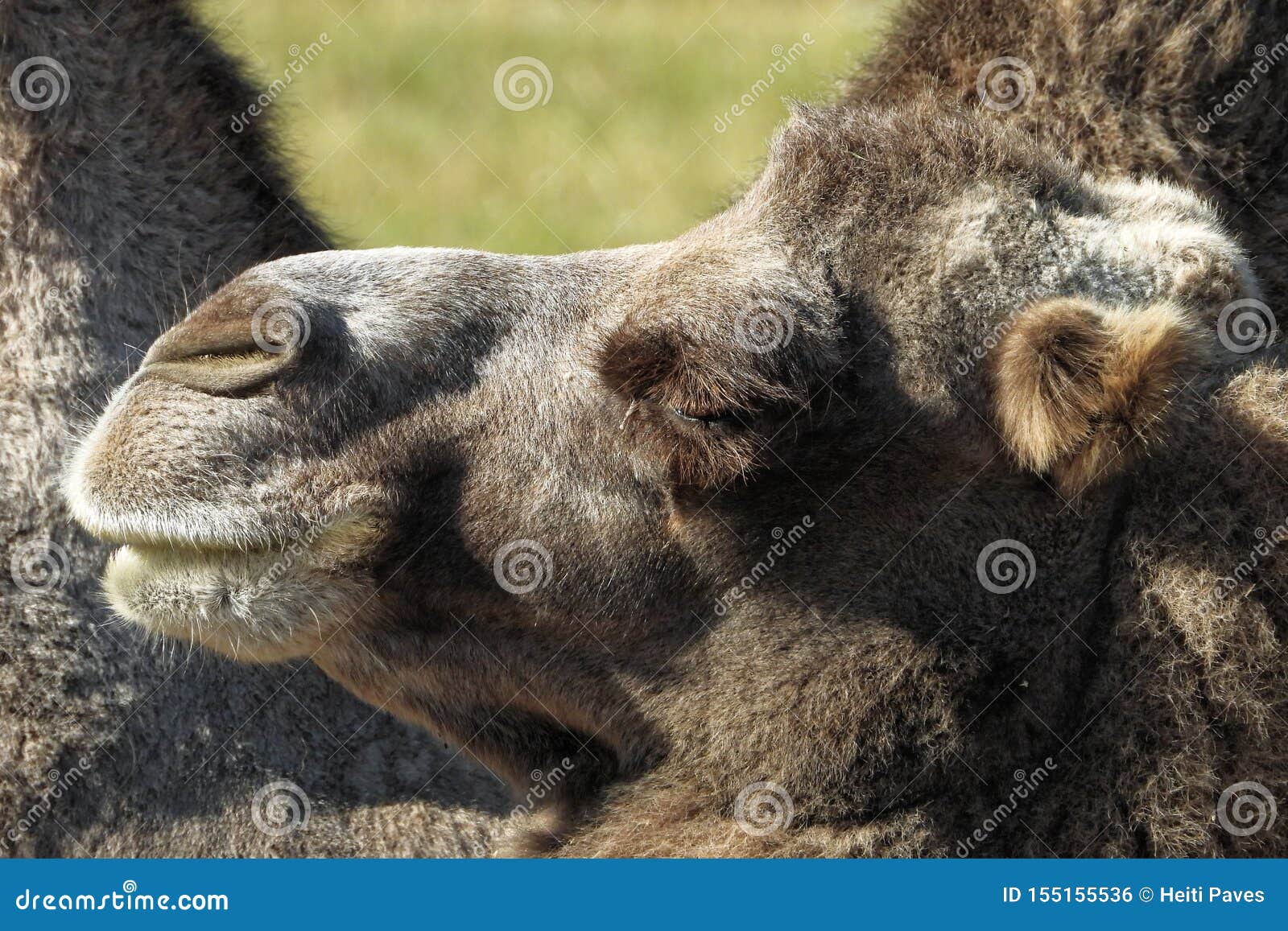 Cammello Battriano & X28; Bactrianus Del Camelus Fotografia Stock ...