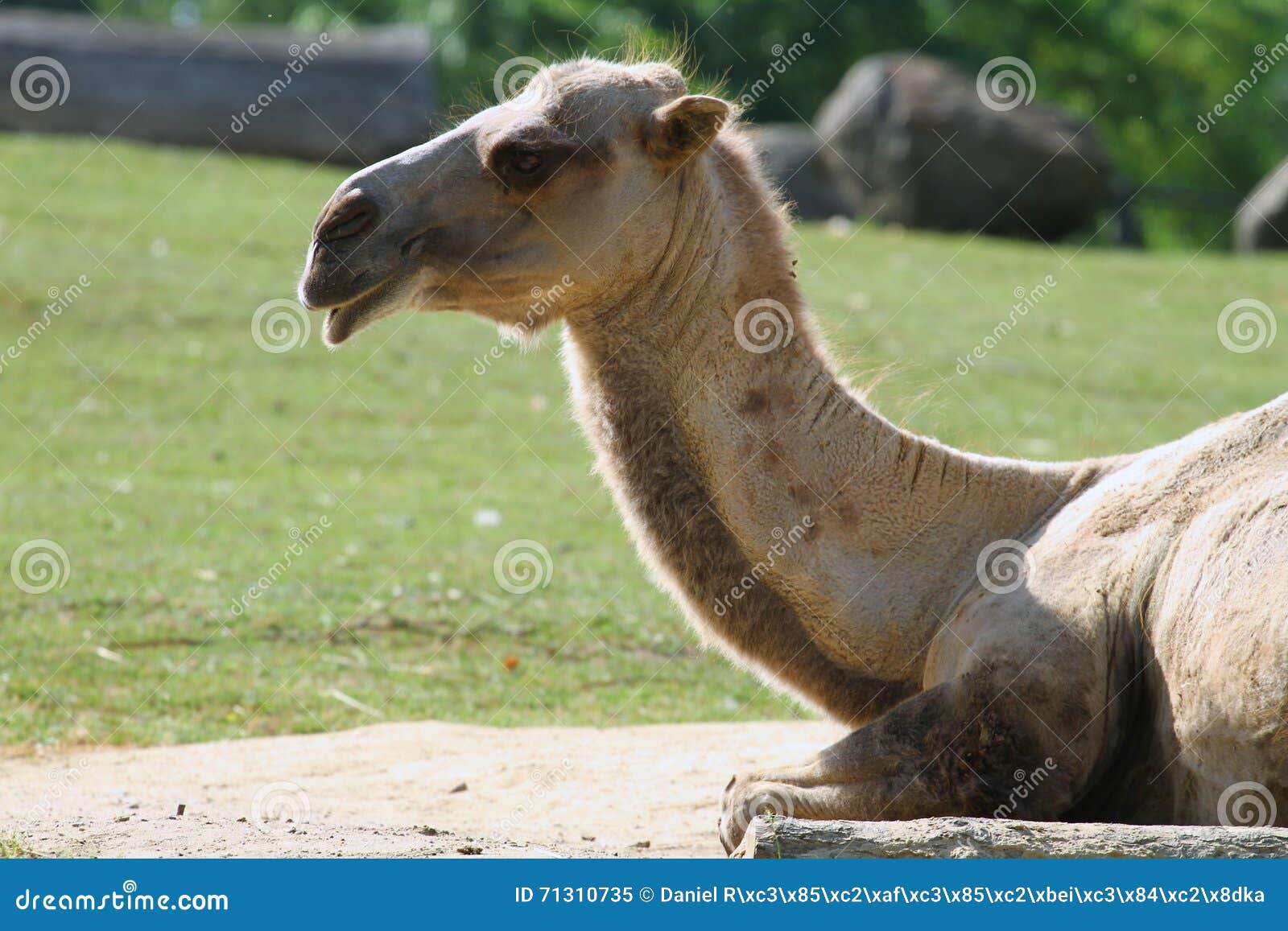 Cammello-Camelus Battriano Ferus, Bactrianus Immagine Stock - Immagine ...