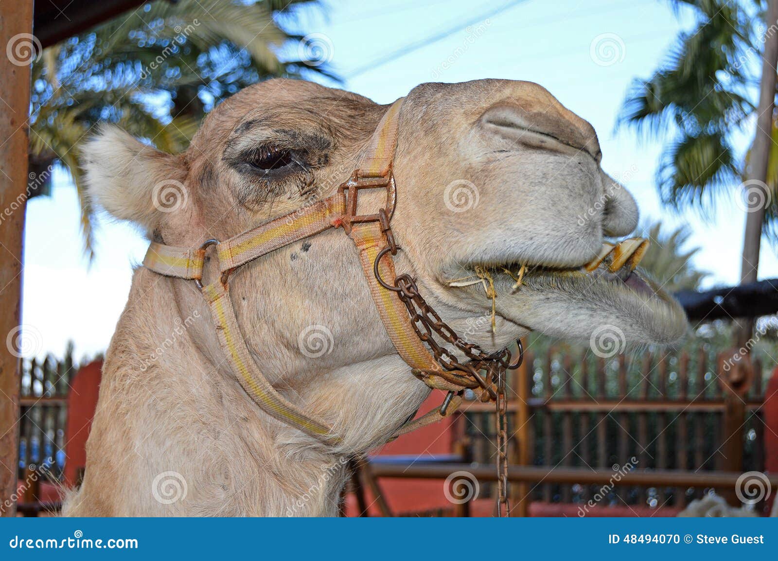 Cammello Che Mostra I Suoi Denti Fotografia Stock - Immagine di ...