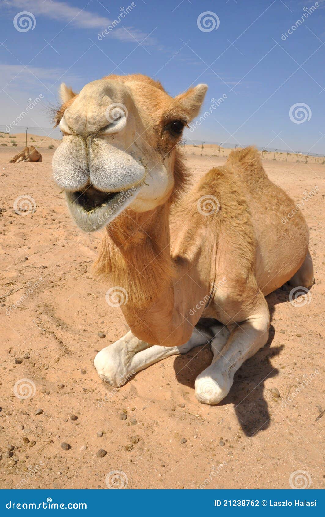 Cammello Che Si Siede Nel Deserto Fotografia Stock - Immagine di seduta ...