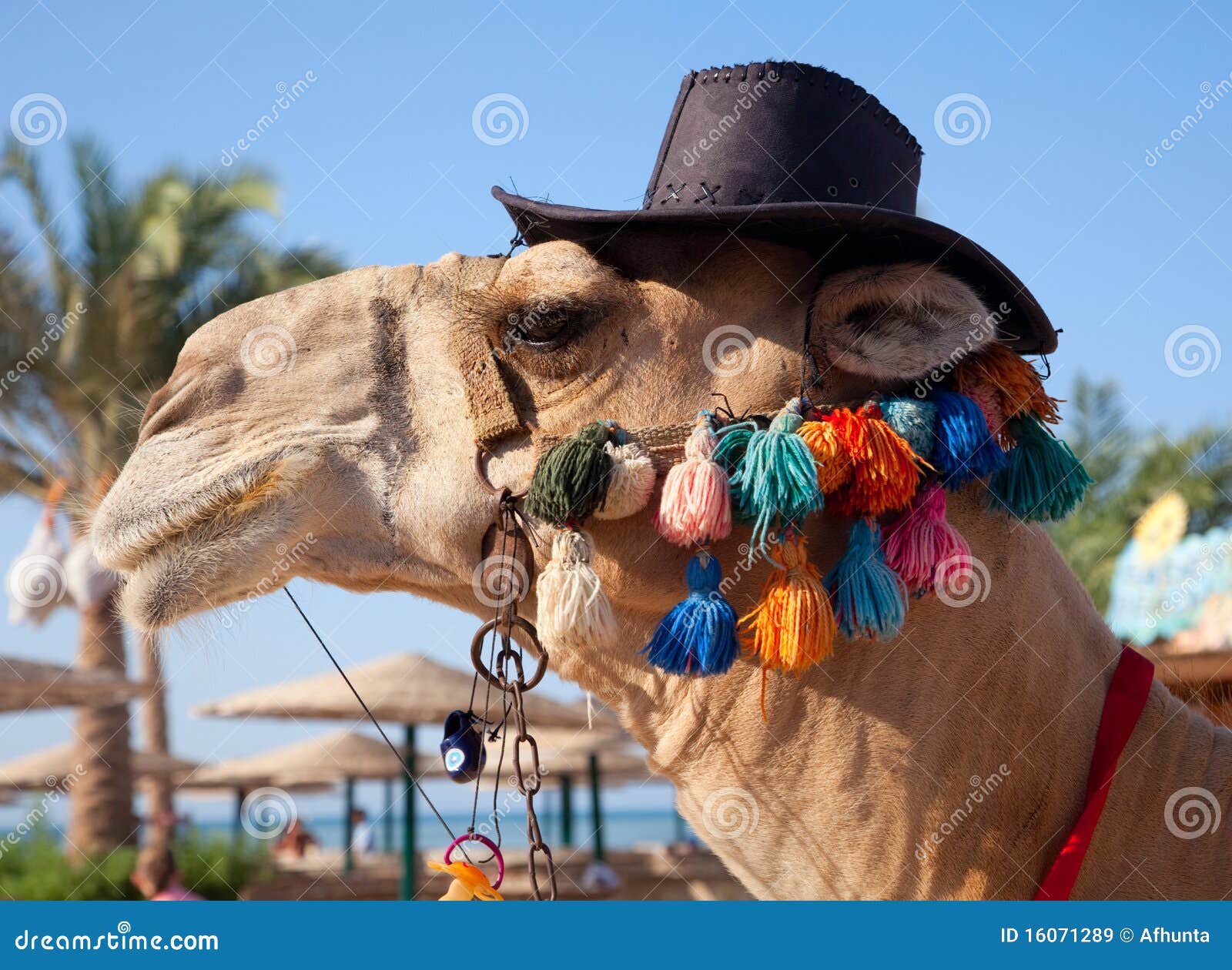 Cammello divertente immagine stock. Immagine di divertente - 16071289