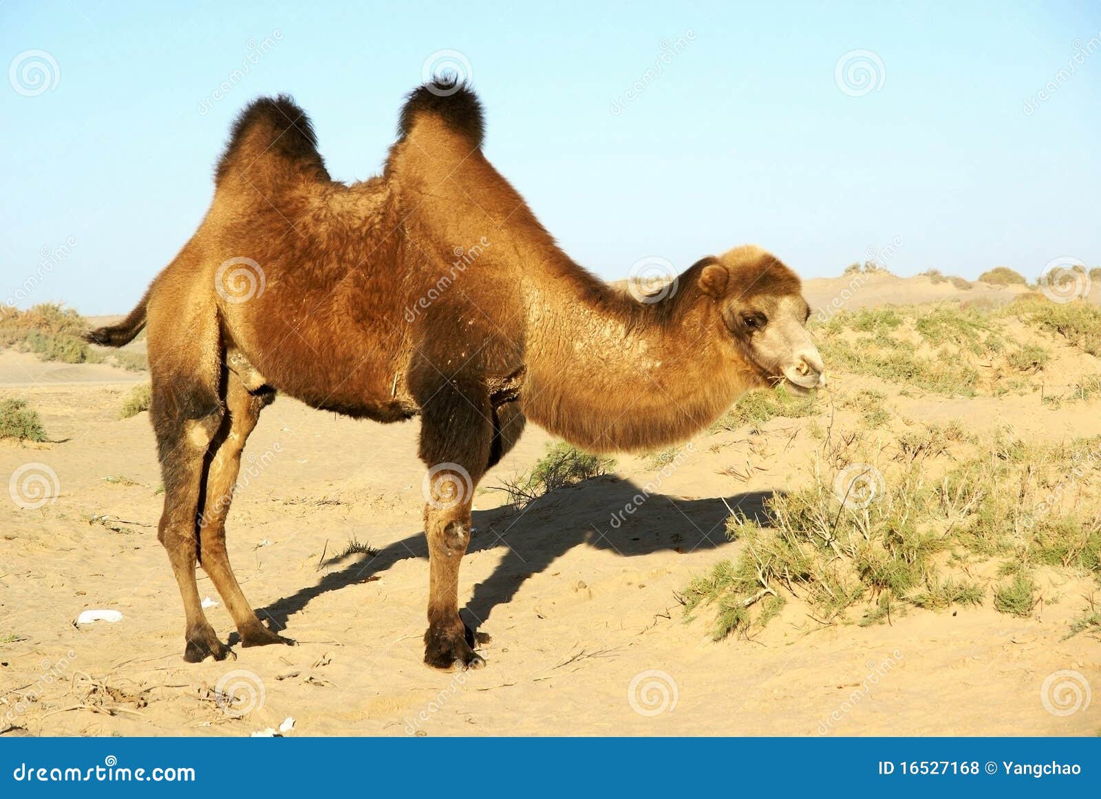 Cammello nel deserto fotografia stock. Immagine di animale - 16527168