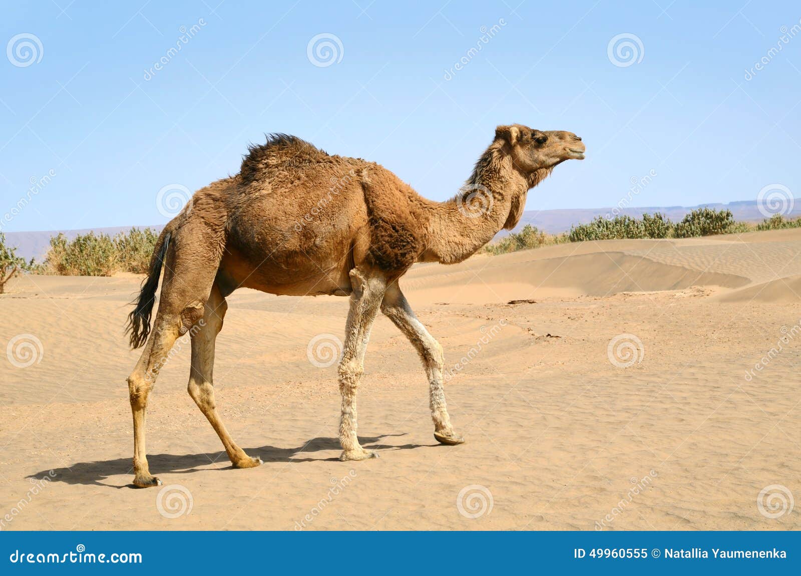 Cammello Nel Deserto Di Sahara Immagine Stock - Immagine di nave ...