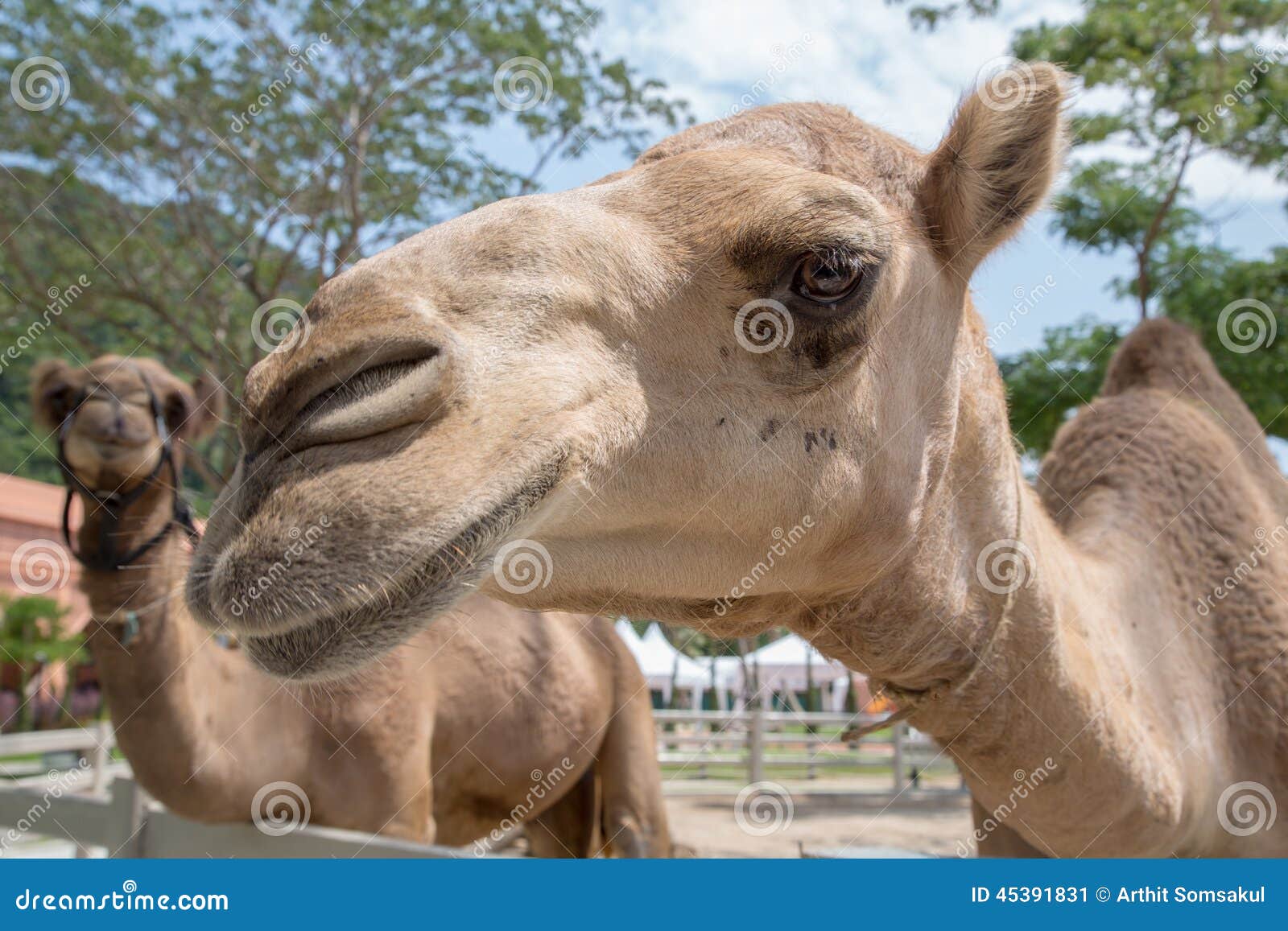 Cammello in uno zoo immagine stock. Immagine di cammello - 45391831