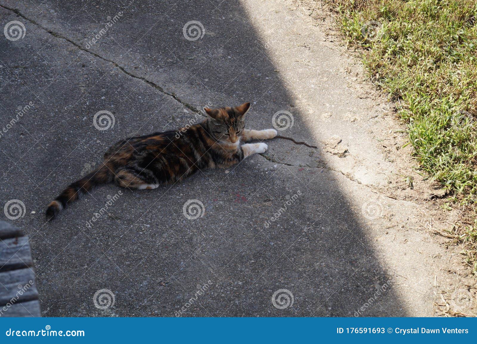 Camo stock image. Image of orange, grey, brown, domestic - 176591693