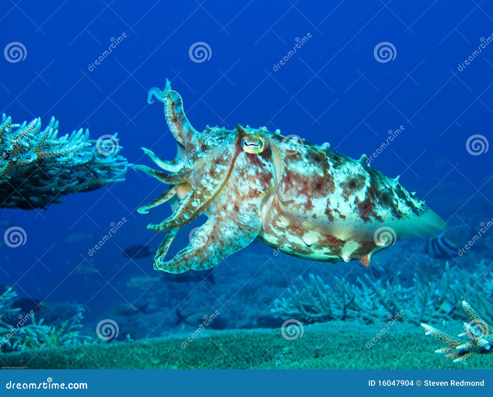 Camo Cuttle stock photo. Image of reef, cuttlefish, scuba - 16047904