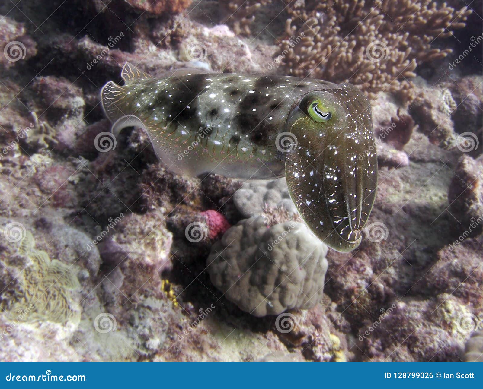 Camo Cuttlefish stock photo. Image of queensland, coral - 128799026