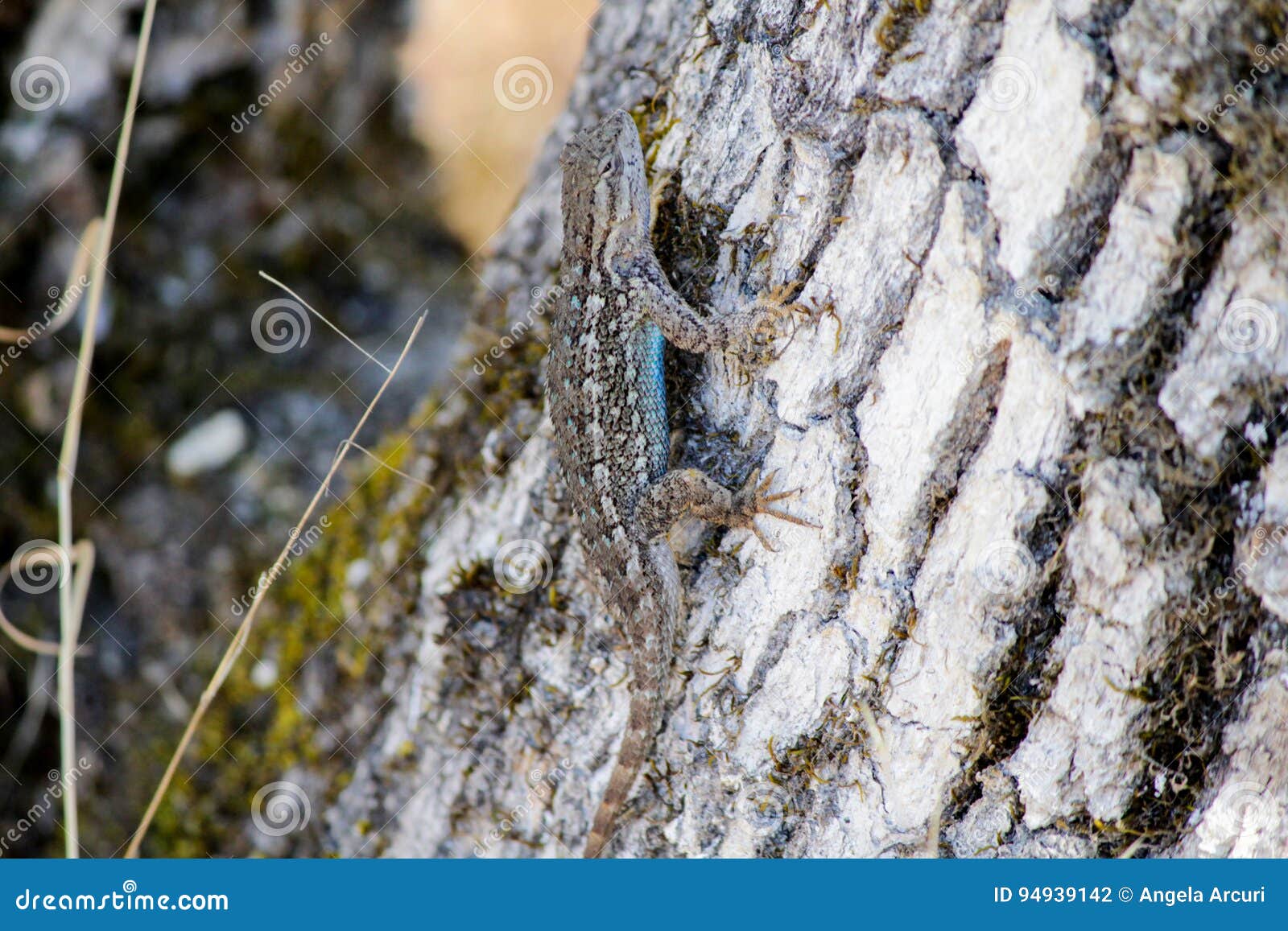 Camo Lizard stock photo. Image of lizard, bark, camoflauge - 94939142