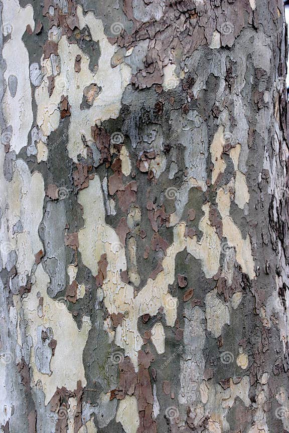 Camo style tree bark stock image. Image of forest, outdoors - 5149161