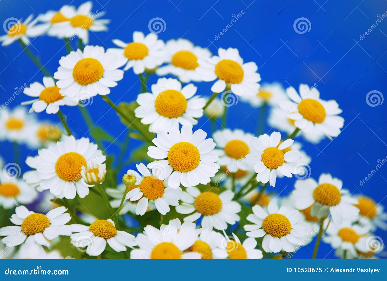 Camomile stock image. Image of garden, green, camomile - 10528675