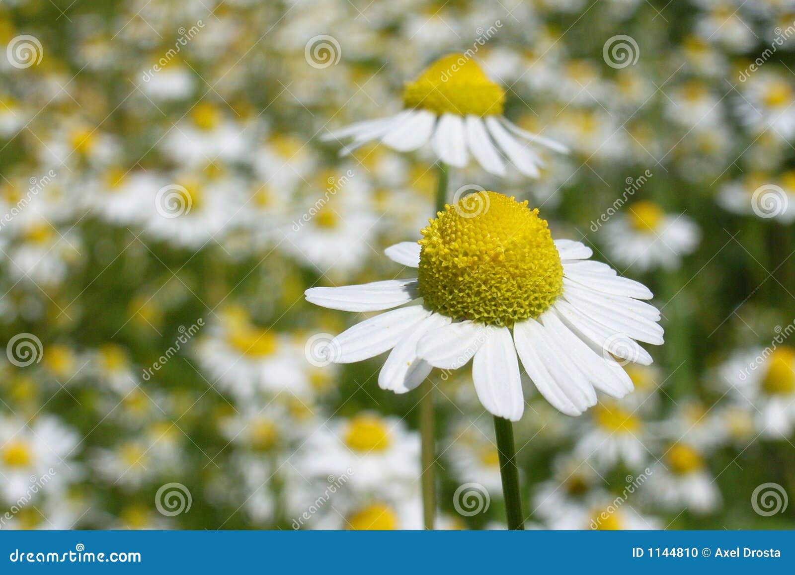Camomile stock photo. Image of matricaria, camomile, chamomilla - 1144810