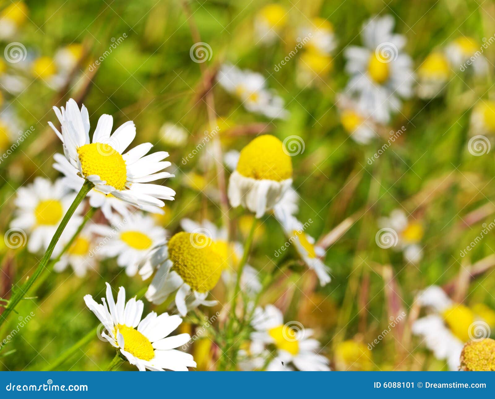 Camomile stock image. Image of tenderness, flower, aromatic - 6088101