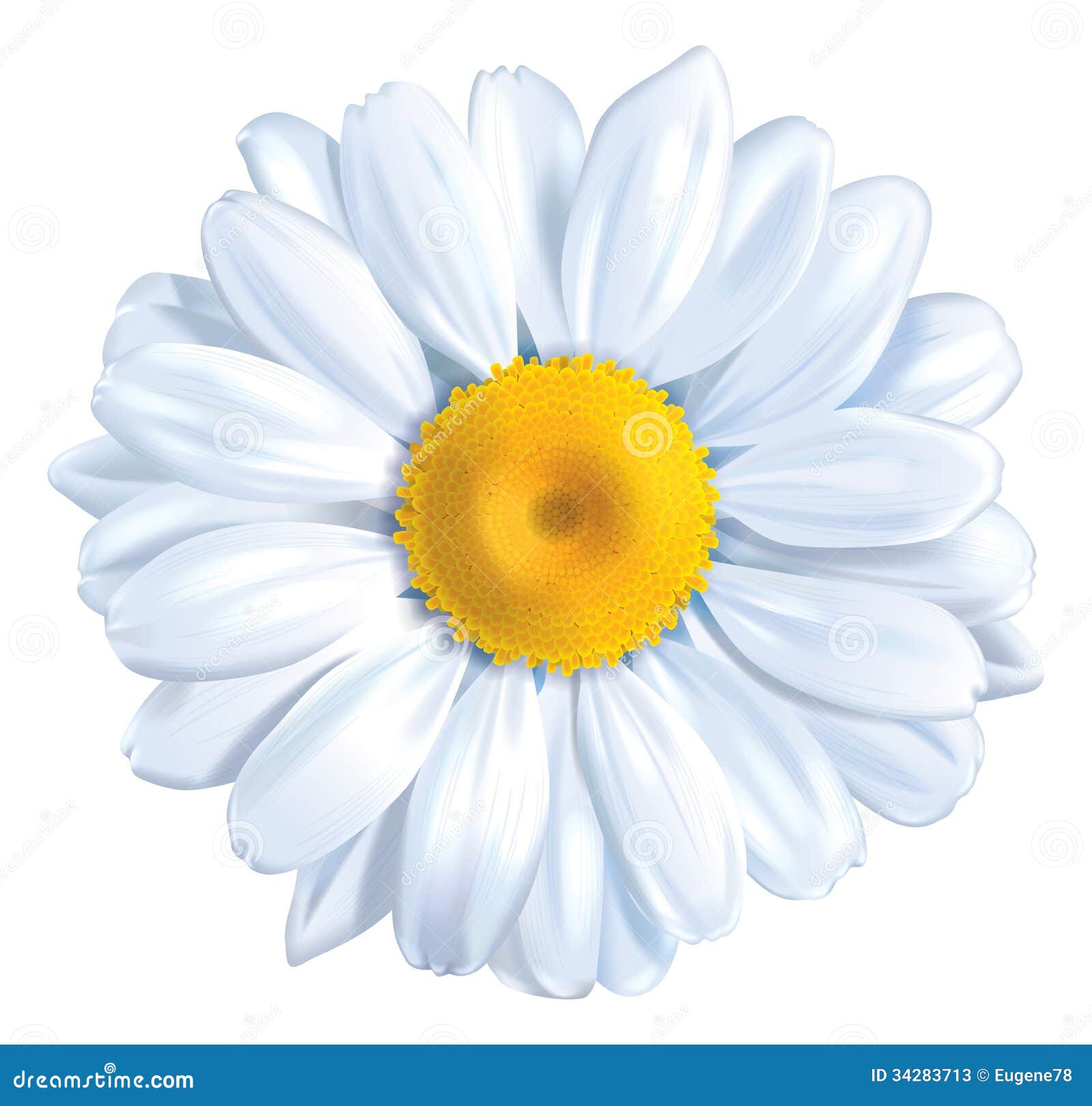 Camomile Detailed Illustration Stock Vector - Illustration of healing ...