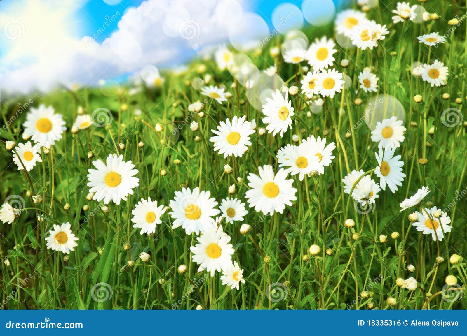 Camomile field stock photo. Image of meadow, pasture - 18335316