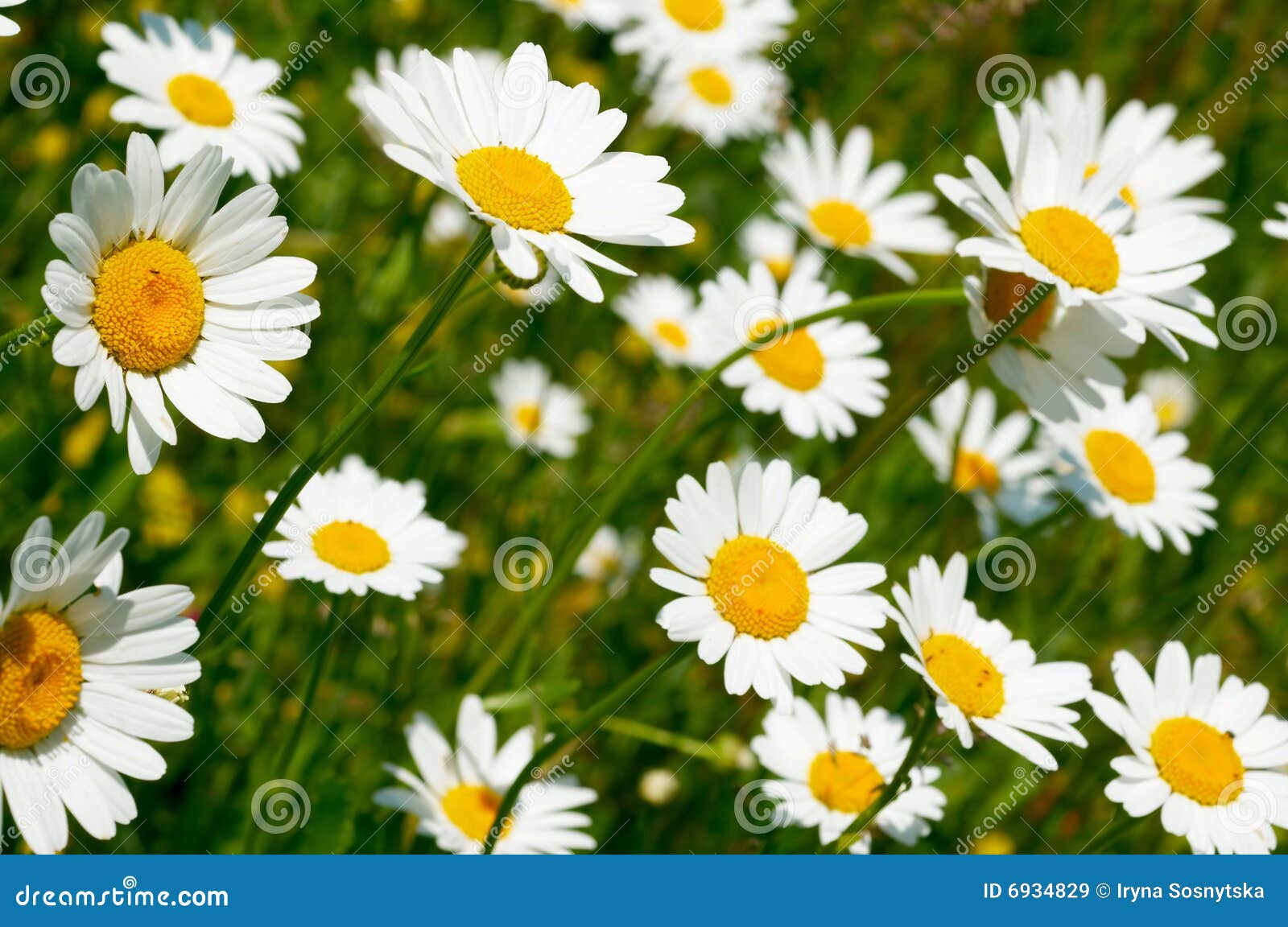 Camomile field stock image. Image of aromatherapy, blurred - 6934829