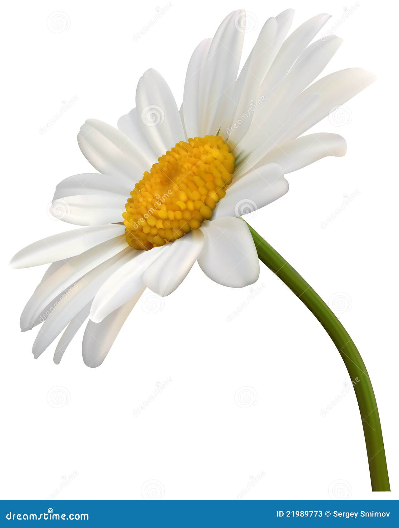 Camomile Flower Isolated stock vector. Illustration of garden - 21989773