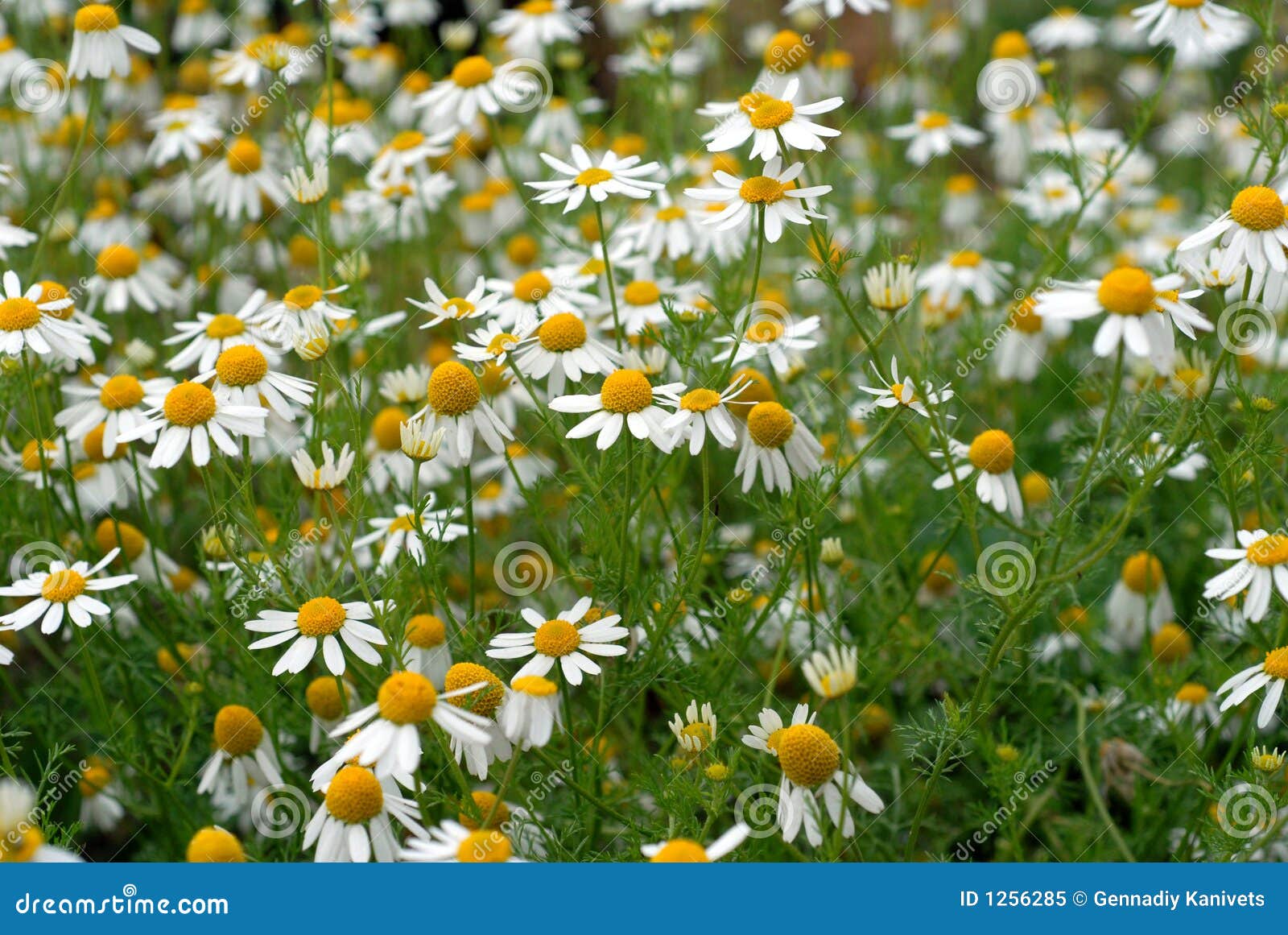Camomile flowers stock image. Image of aromate, camomile - 1256285
