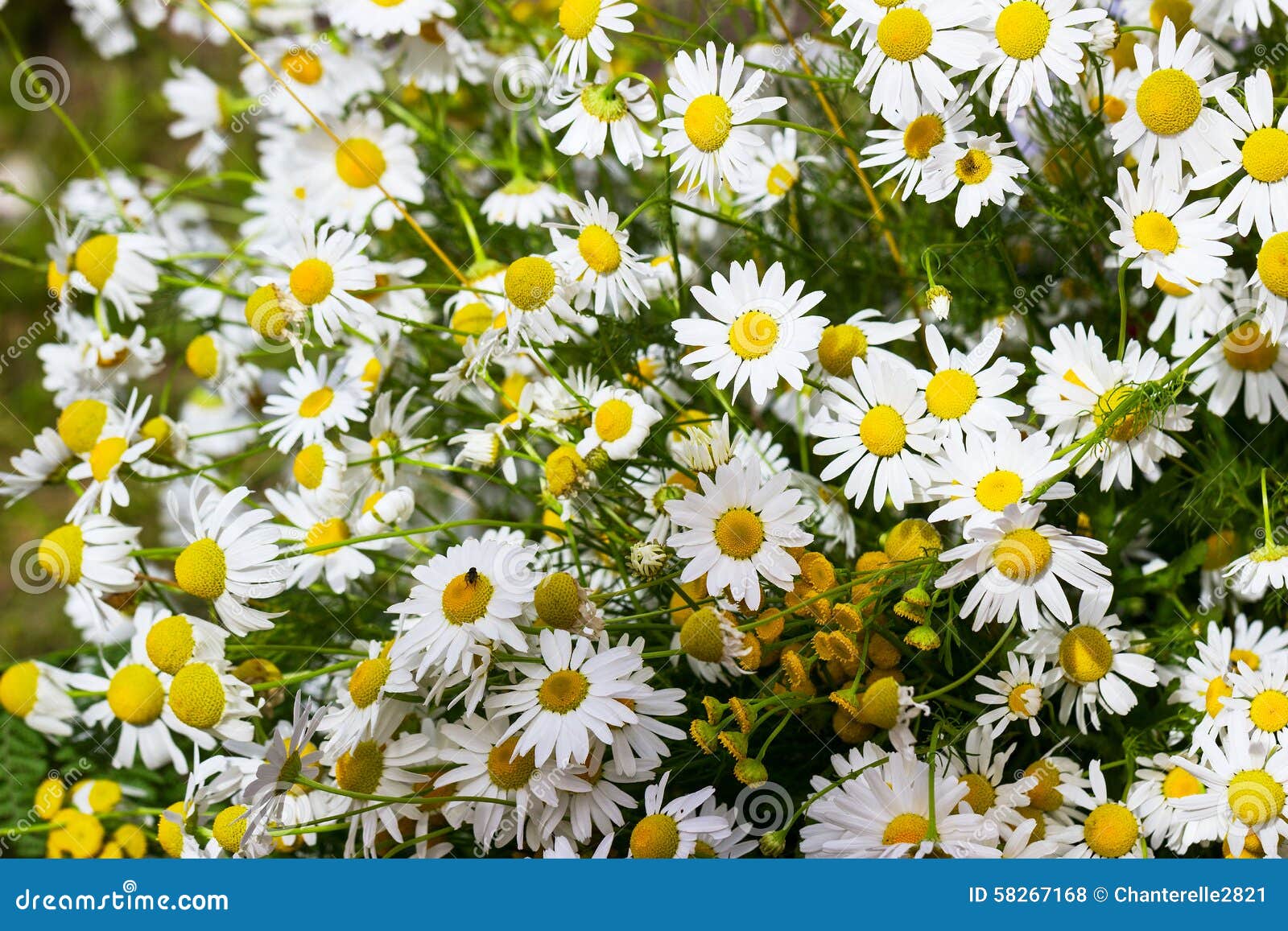Camomile flowers stock photo. Image of chamomile, petal - 58267168