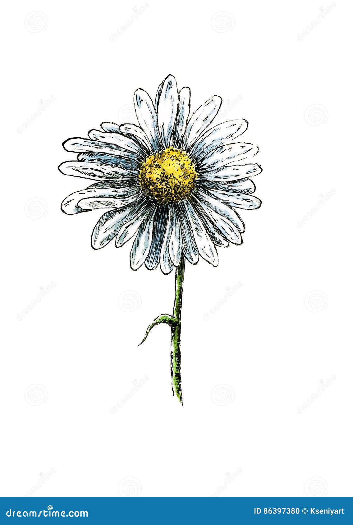 Camomile stock illustration. Illustration of inkisolated - 86397380